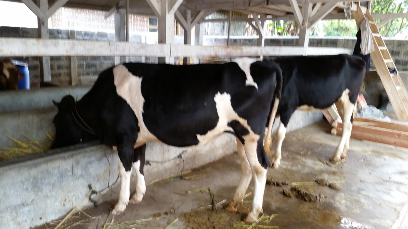 Sapi Perah, Limosin dan Simmental: Sapi Perah di Bandung