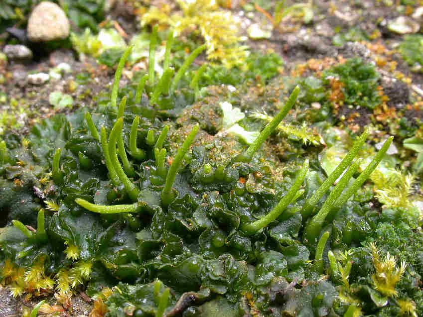 Flora de Puerto Rico Ilustrada Papo Vives: ANTHOCEROPHYTA PHACOCEROS LAEVIS