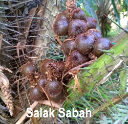 SALAK SABAH - POTENSI DI PAHANG - Mbah Info