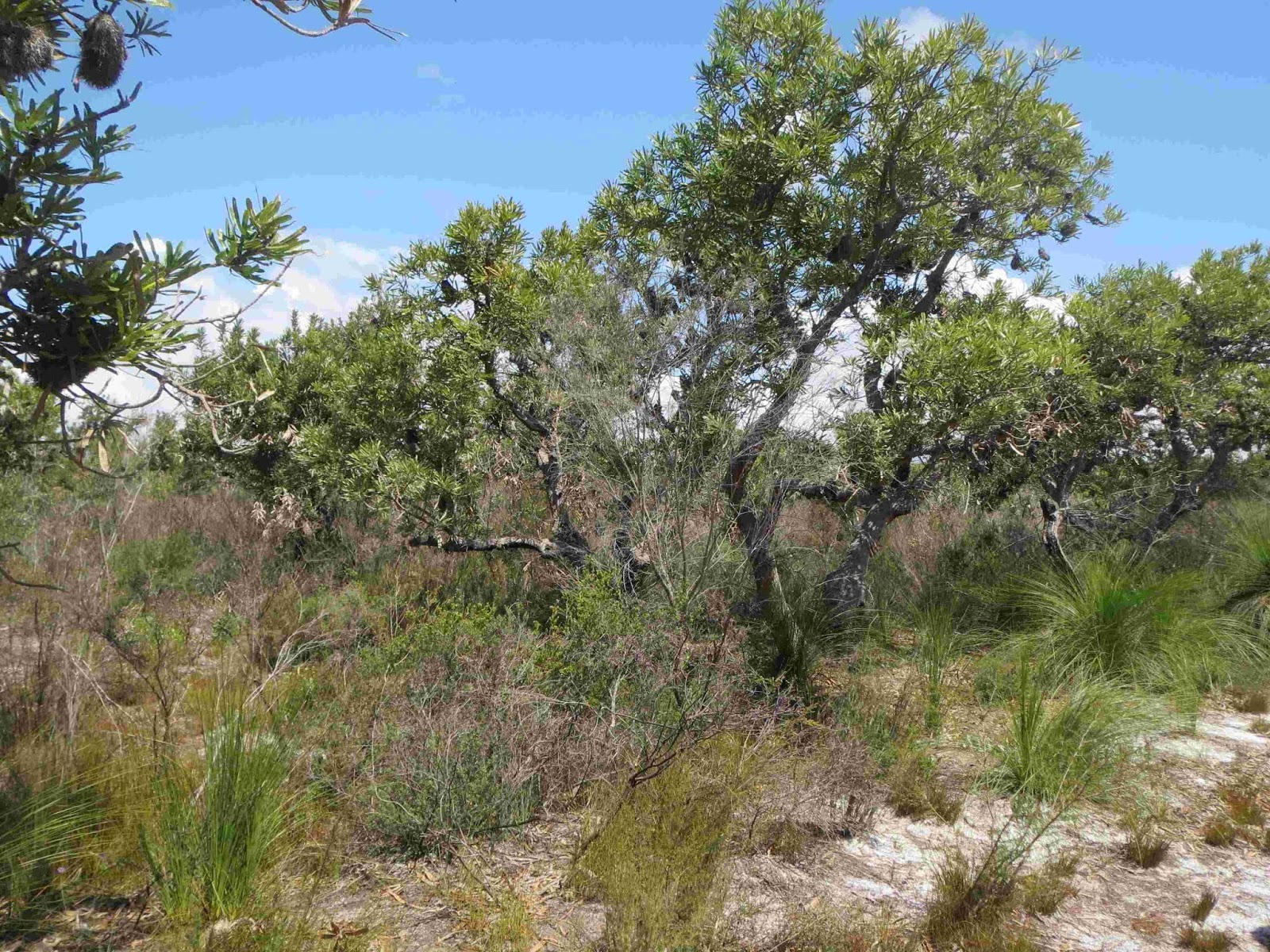 Fassifern Field Naturalists: August Outing - Wallum habitat at Coombabah