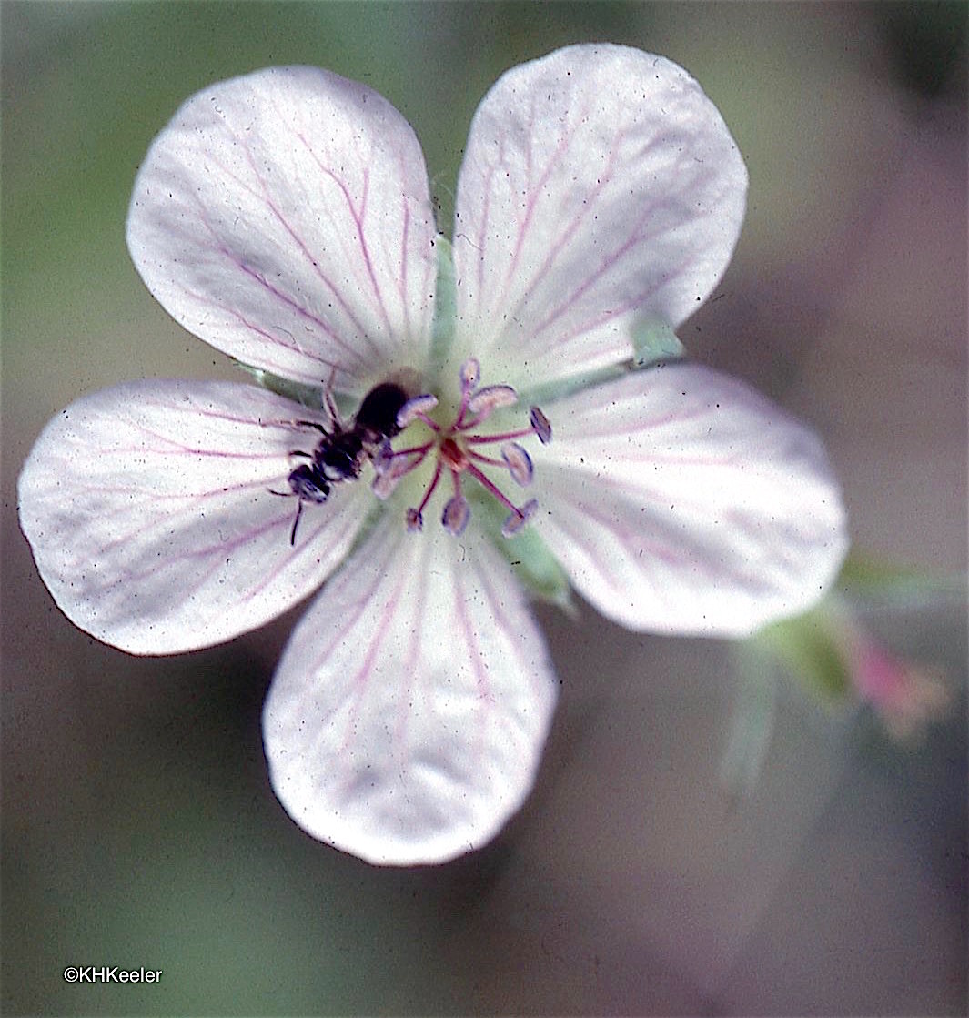 A Wandering Botanist: Plant Story--Wild Geraniums, A Treat to See