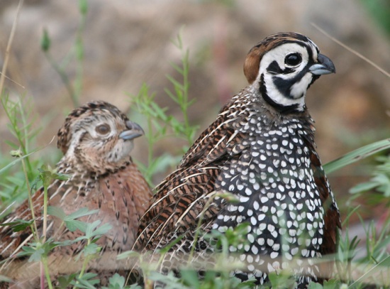 Montezuma-Quail ~ Birds World