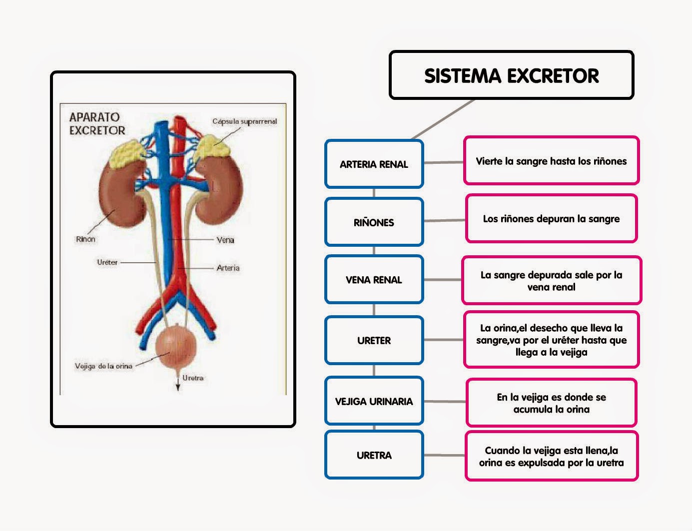 HISTOEMBRIOLOGIA: EMBRIOLOGIA DEL SISTEMA EXCRETOR.
