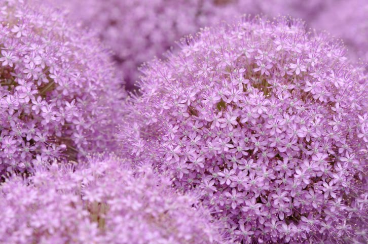 Quintessentially Flowers