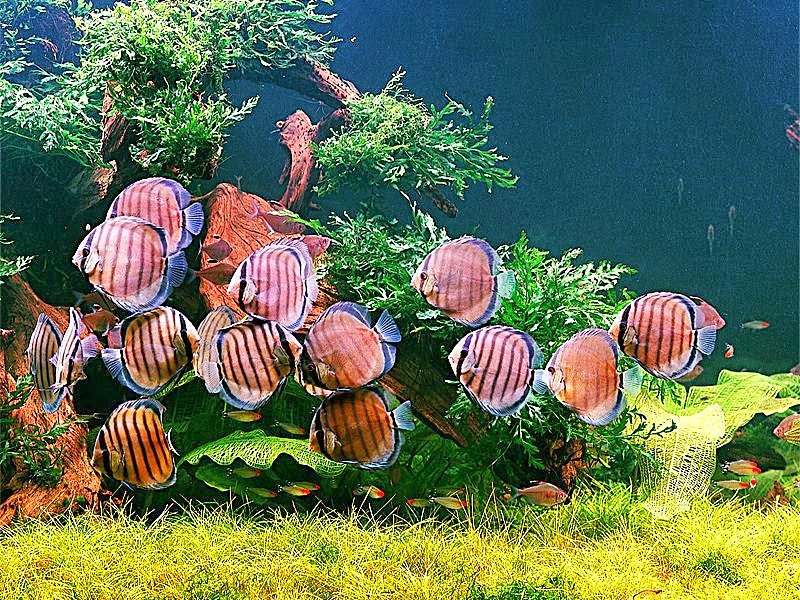 Aquascape Ikan Discus