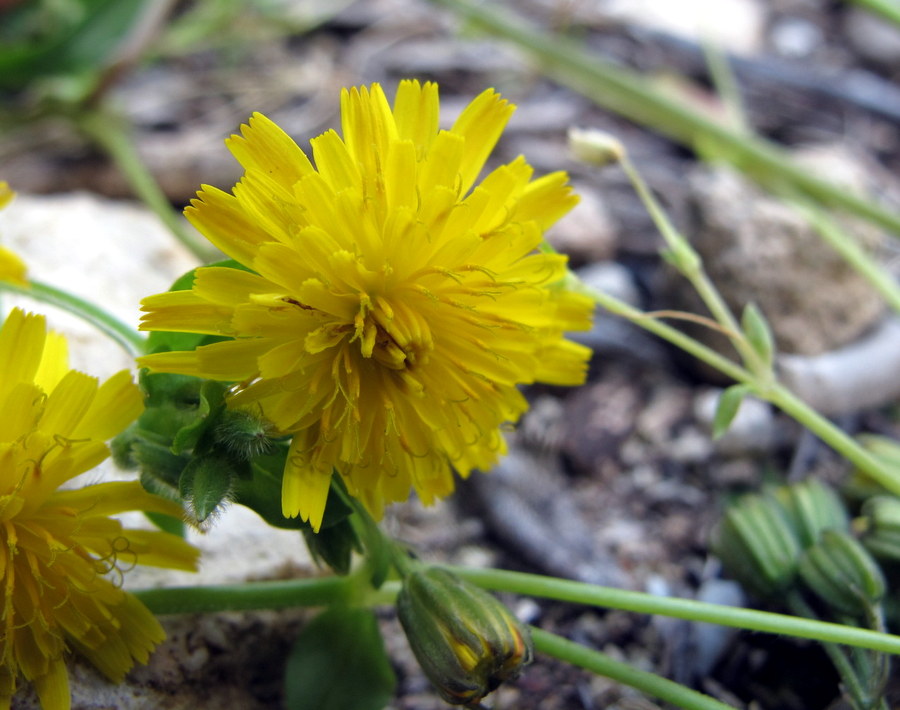 FLORA NEL SALENTO e.. anche altrove: Crepis neglecta L. - Asteraceae ...