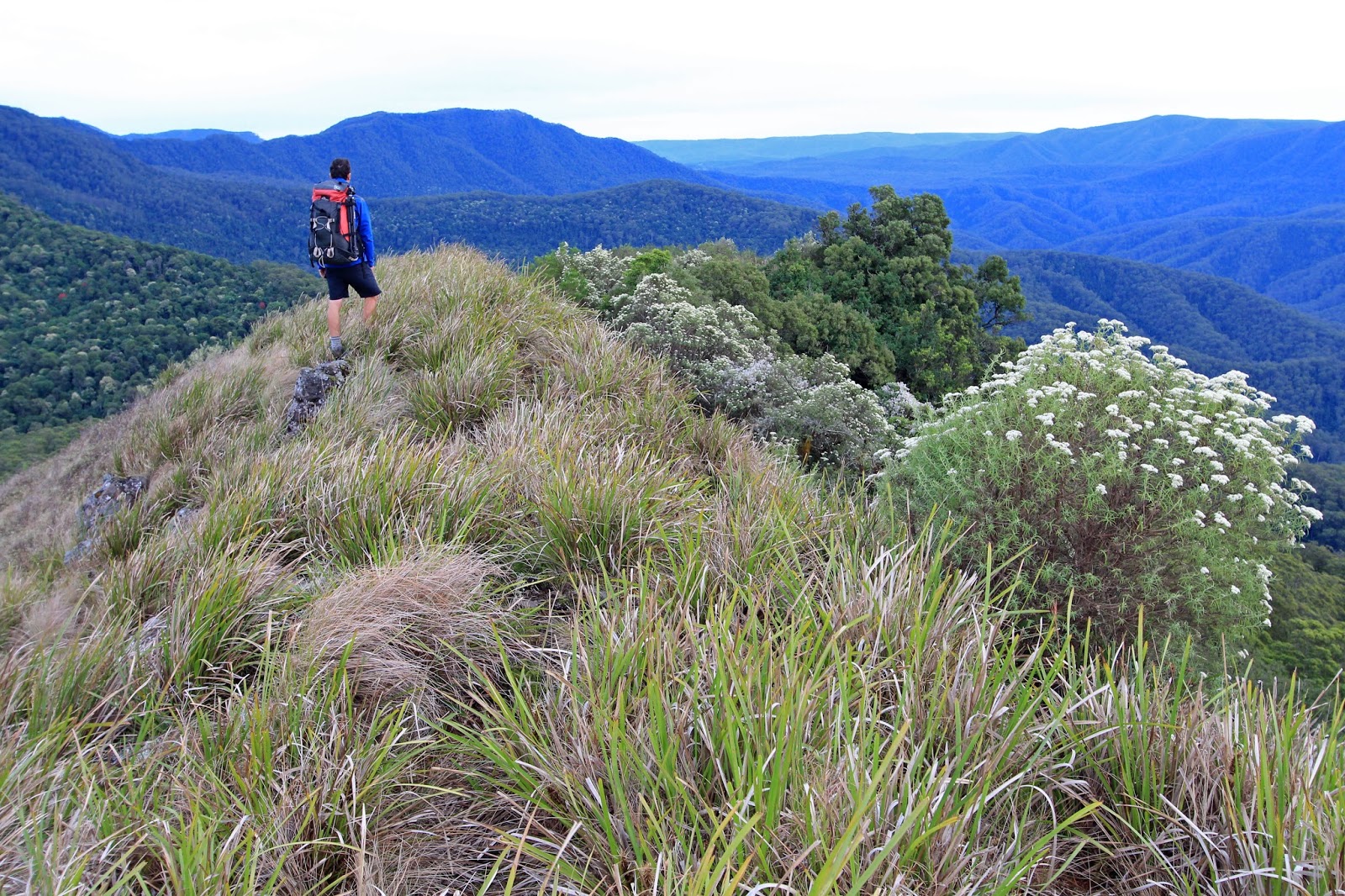 awildland: A Royal Affair – Mt Royal National Park
