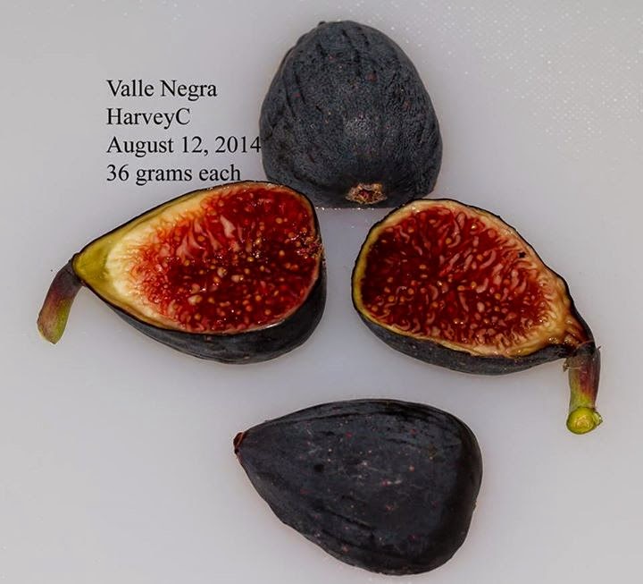 Figs Photo Collection Around the World: Figaholics Collections