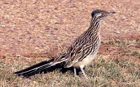 Correcaminos norteño (Geococcyx californianus)