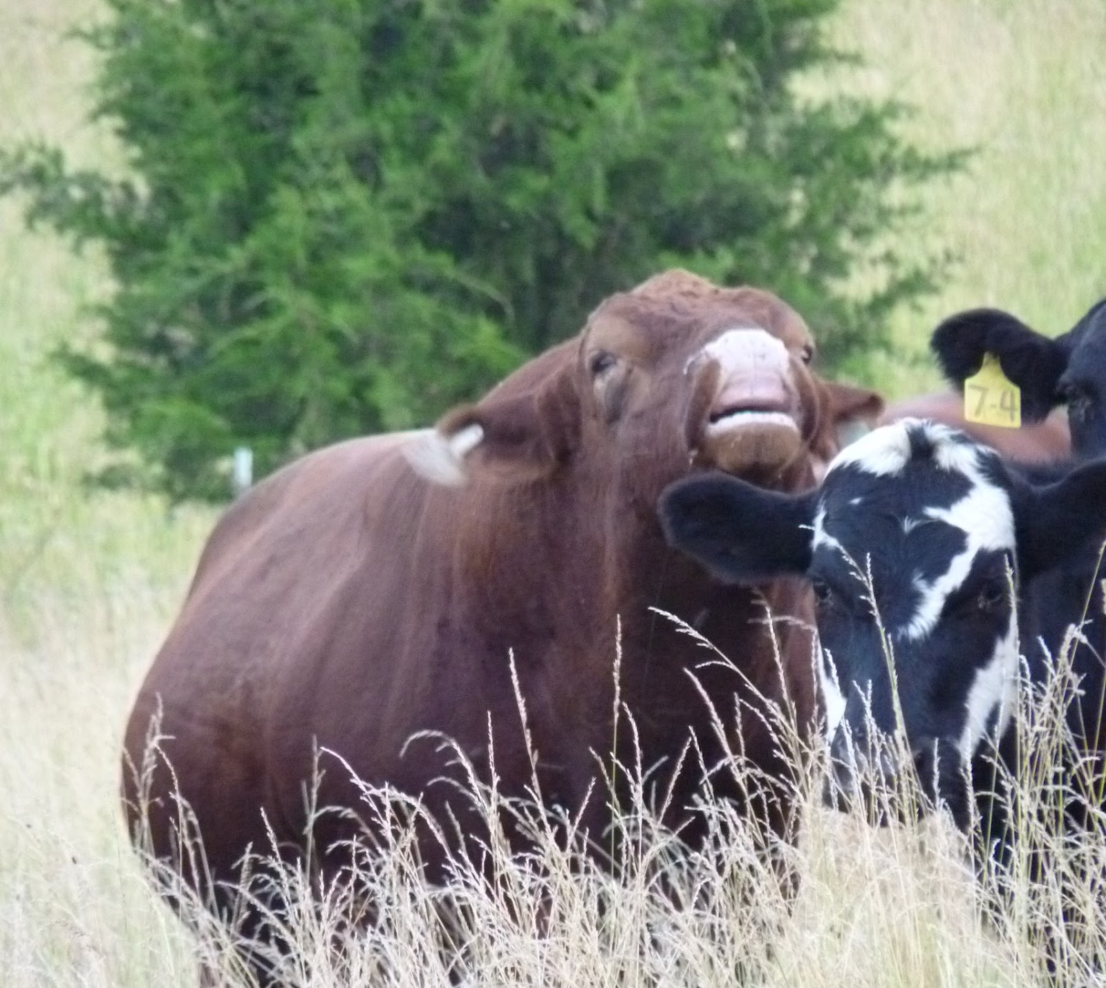 Mountain Glen Farm Journal: You're The Bull or Sex in the Pasture