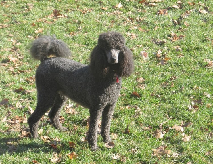 Poodle Blogger: Beginning to Love Those Tails!