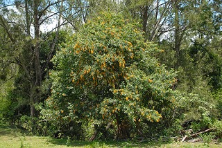 Try growing: local deciduous trees | Growing Illawarra Natives