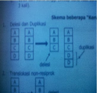 Riza Rabbany's Tale : Macam - macam Mutasi Gen