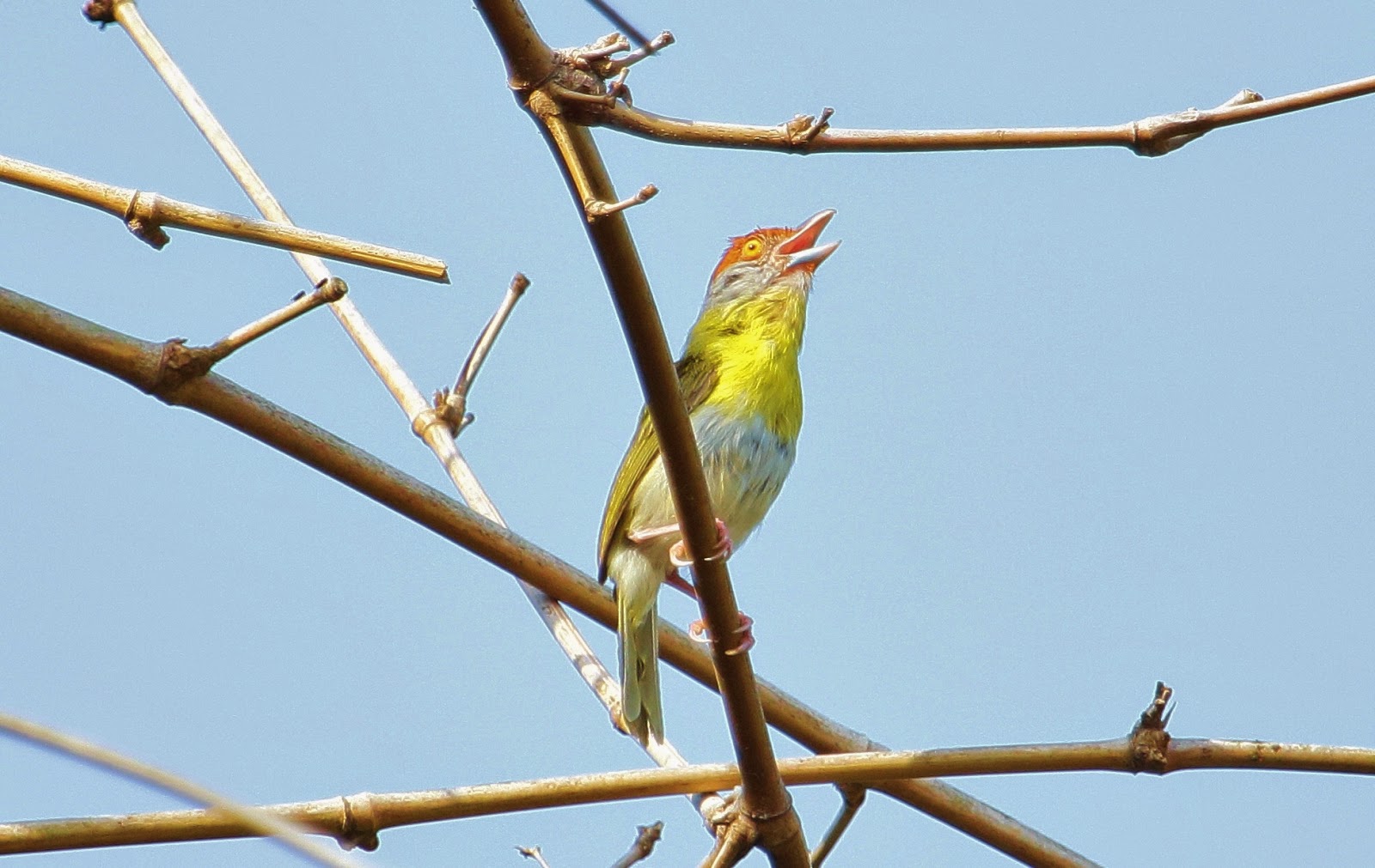 Nuestro bello mundo...: Pajareo en La Bahia de Cata, Edo. Aragua ...