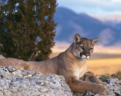 Asombrosos Felinos: El león americano