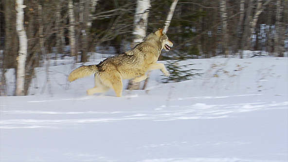 White Wolf : Wolves Keep the Ecosystem in Balance
