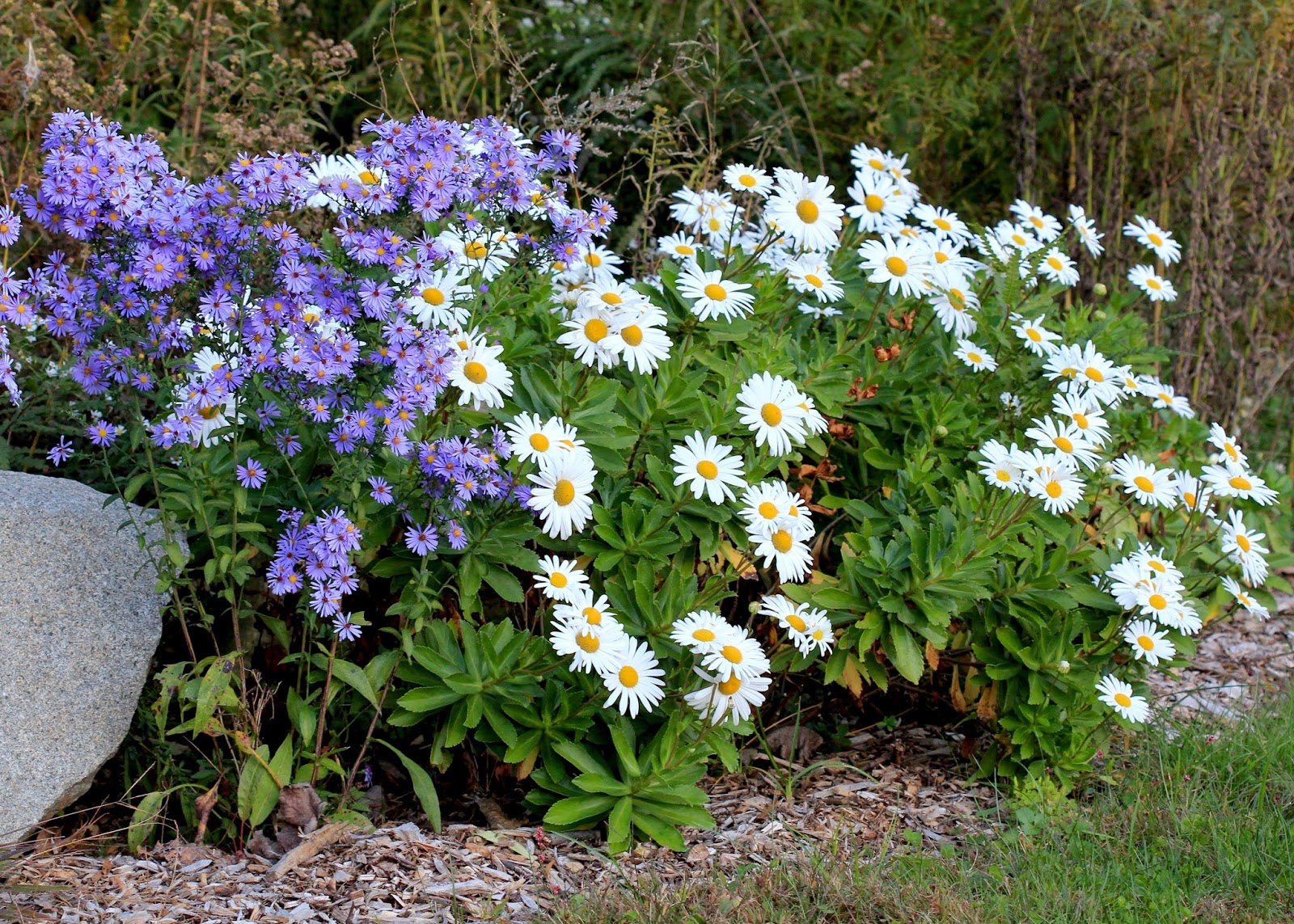 Red House Garden: Pastel Flowers in the Fall Garden