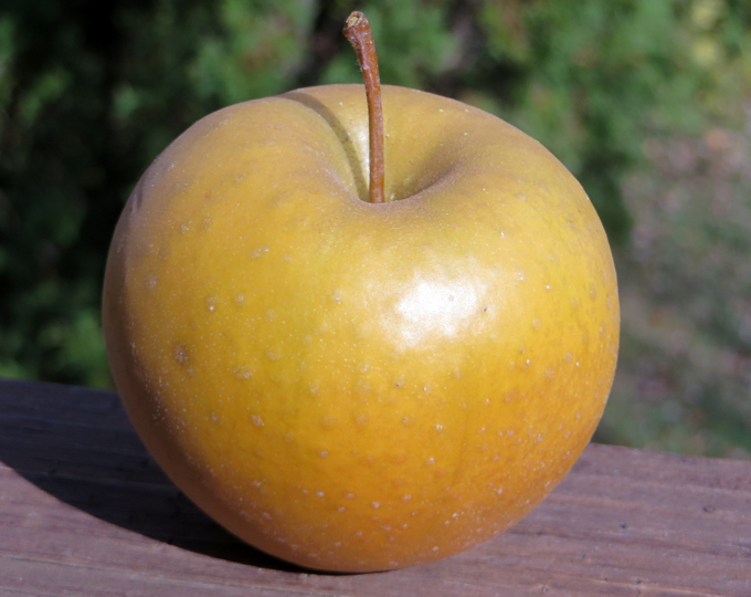 Razor Russet - Adam's Apples