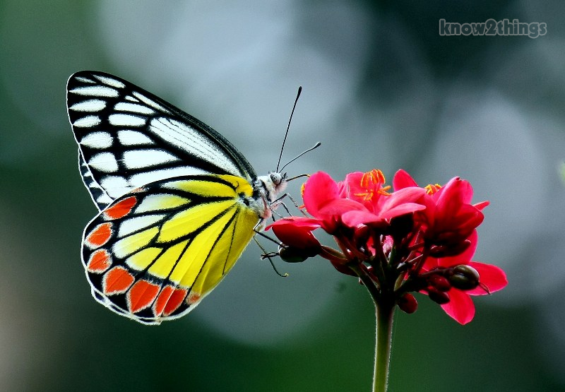 Top 10 Most Beautiful Butterflies | Everything You Know