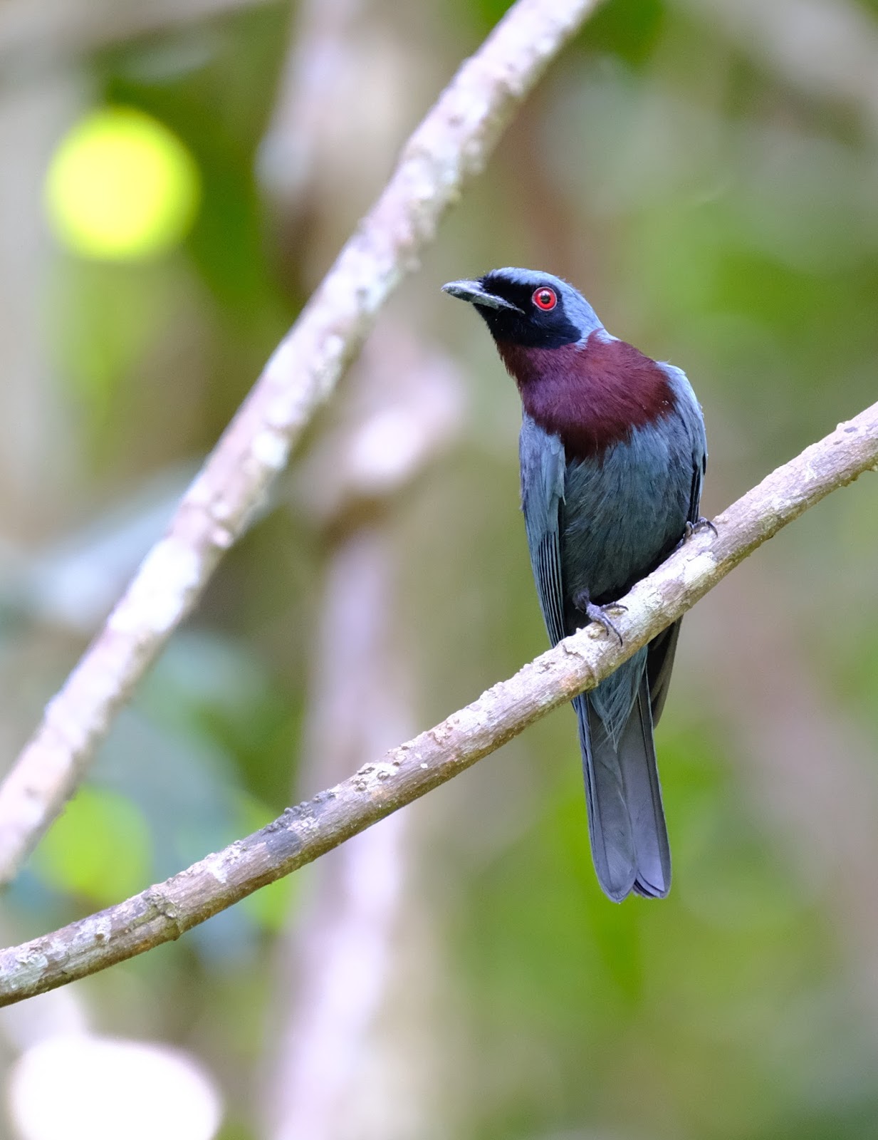 Mike is the name Birding is the game ( Birding in Malaysia - Malaysian ...