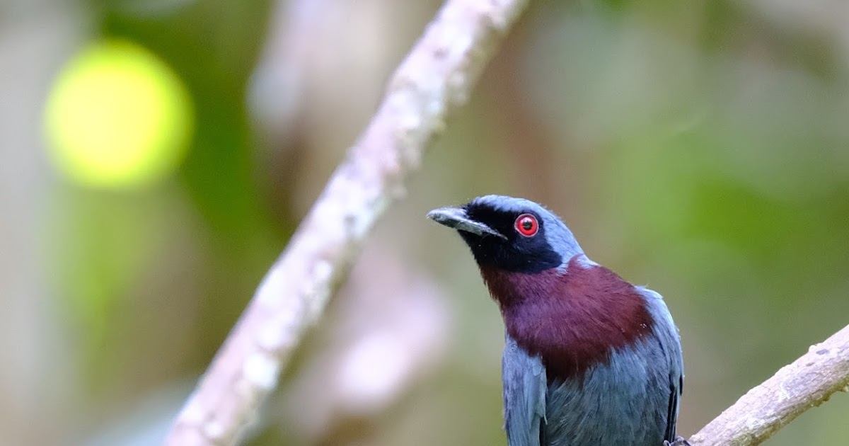 Mike is the name Birding is the game ( Birding in Malaysia - Malaysian ...