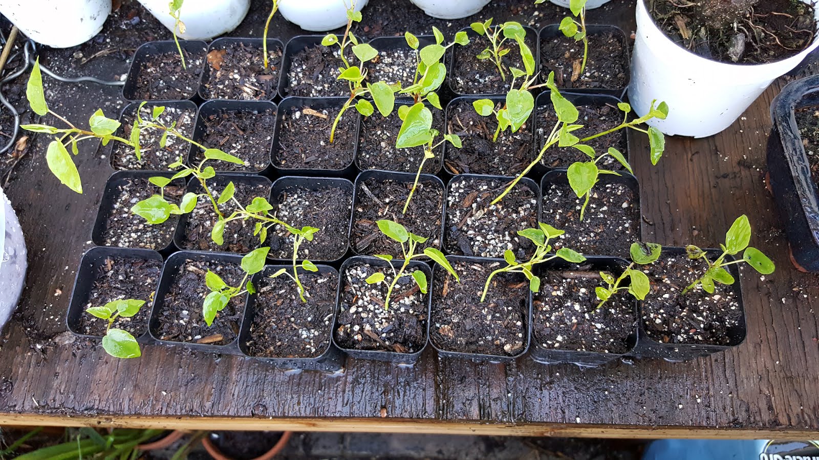 Bonsai-misadventures: Grow a fig tree from seed, Moreton bay ficus ...