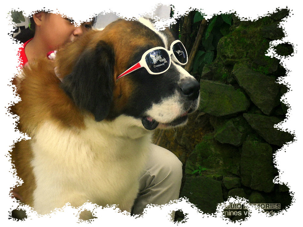 Baguio City’s Mines View Park - Travex Travels - Travel. Explore. Fun in PH