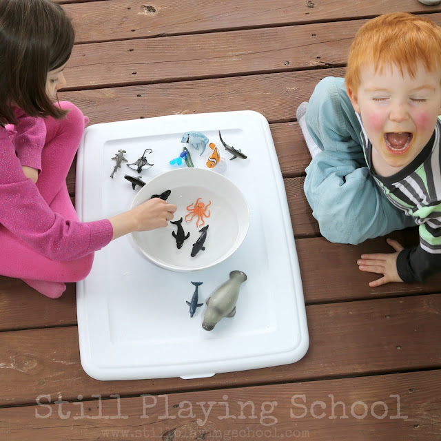 Identifying, Sorting, and Classifying Marine Mammals | Still Playing School