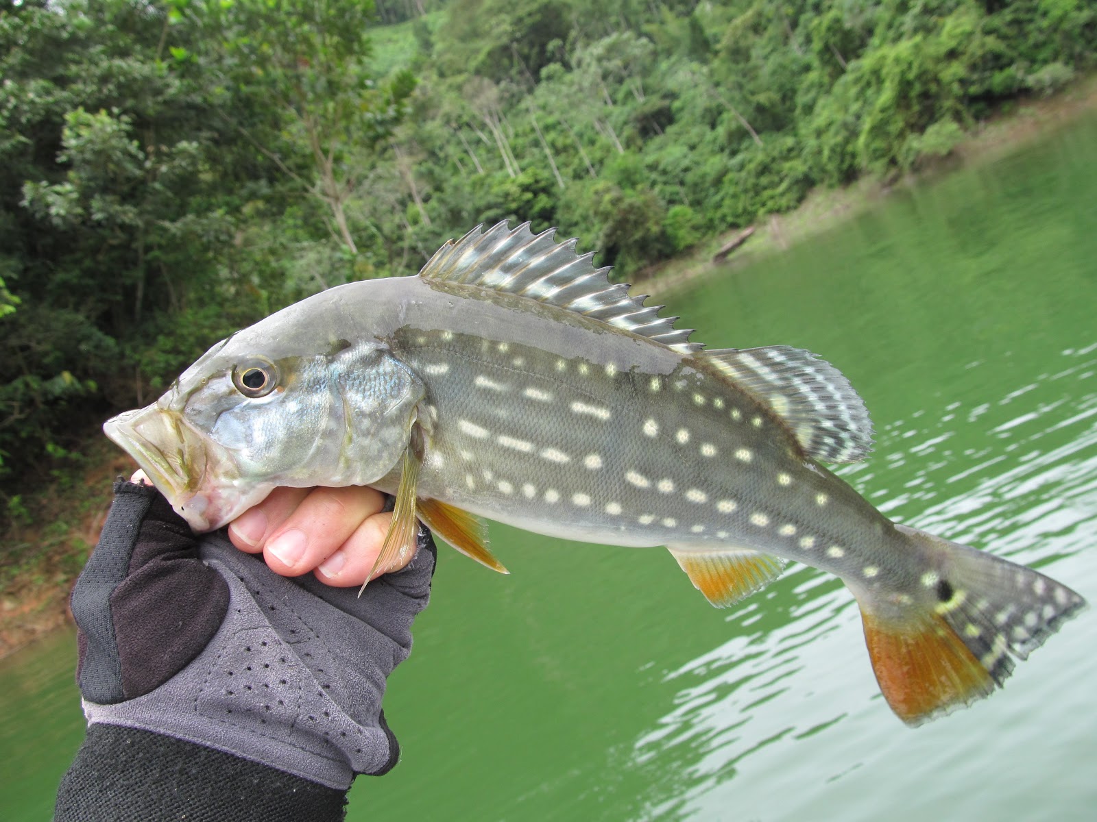 Espacio de Pesca: Pesca de tucunare o pavon en la represa Amani en ...