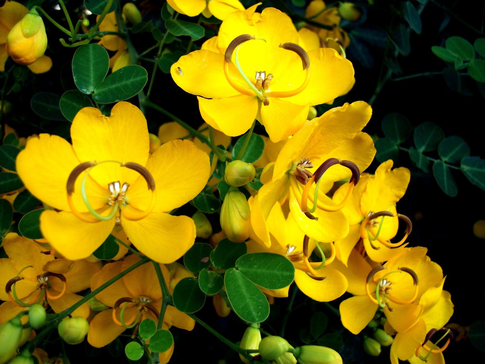 ZafuChi: flowers in my back yard...