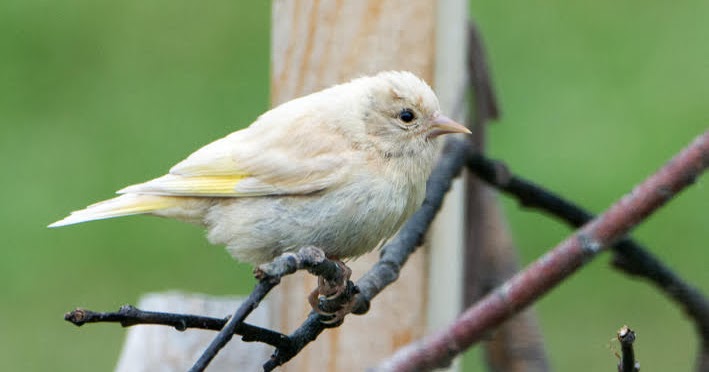 The Charm of Leucistic Birds