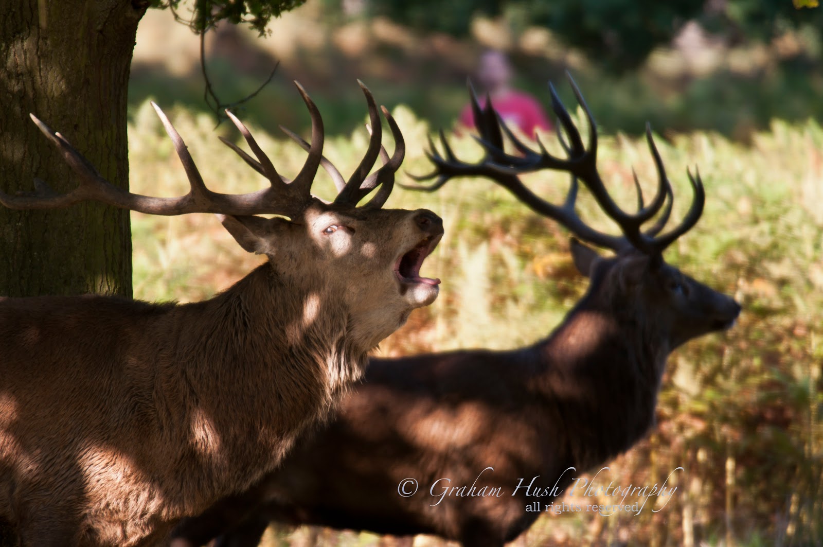 Graham Hush Photography: Richmond park deer rut - Part 1