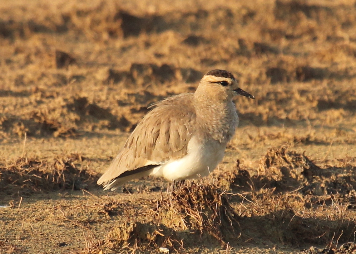 Neil's Daily Bird: 67 : Sociable Plover