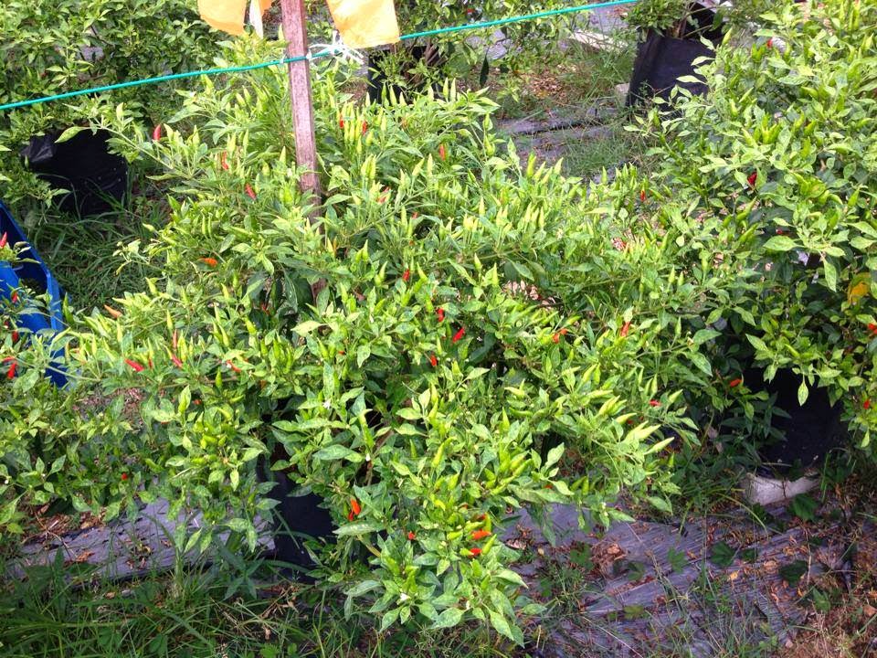 POKOK SUBUR - Teknik penanaman supaya POKOK SUBUR: Baja pertanian