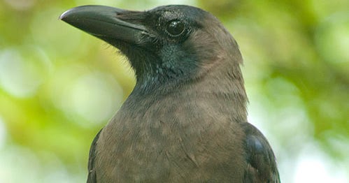 Offers to Raven: The Crow and the Wren