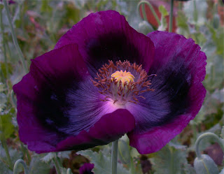 B&D Lilies Garden Blog: Winter Planting of Poppy Seeds