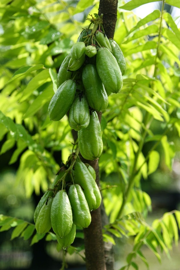 SUPPLEMENTS FOR HEALTHS: Belimbing buluh ubat darah tinggi