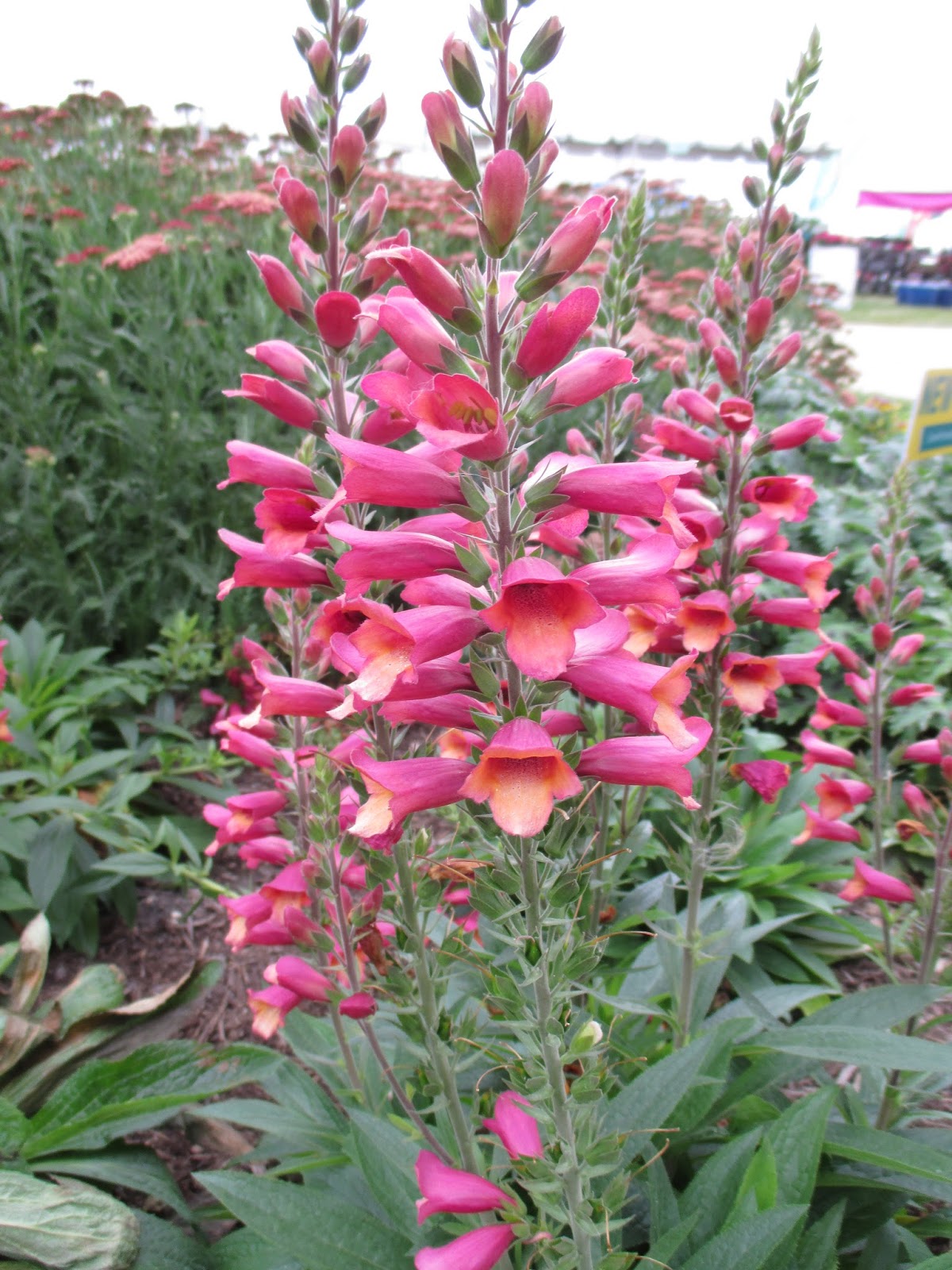 Rotary Botanical Gardens - Hort Blog: What is a Digiplexis?