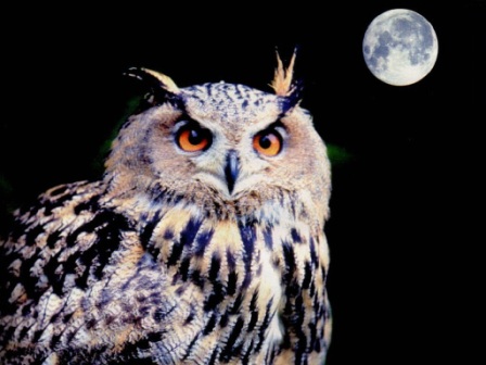 EL PODER DE LOS RITUALES: EL BÚHO Y LA MAGIA