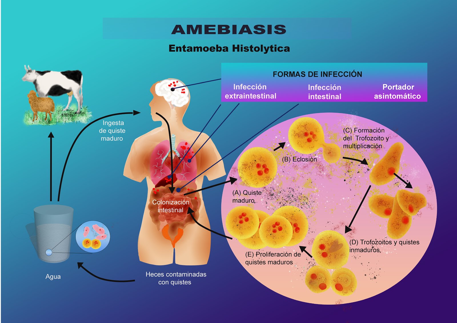 Isabel Ortiz Mendoza - Amebiasis - Ilustra digital