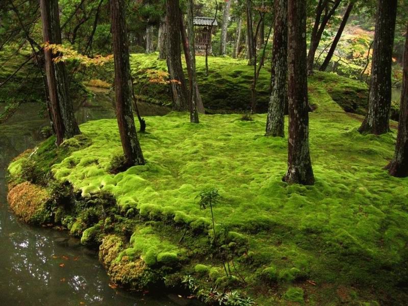 giga world: Garden moss Saiho-ji. Japan