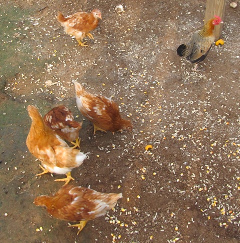 Galla Creek Ephemeris: Brown Bovans