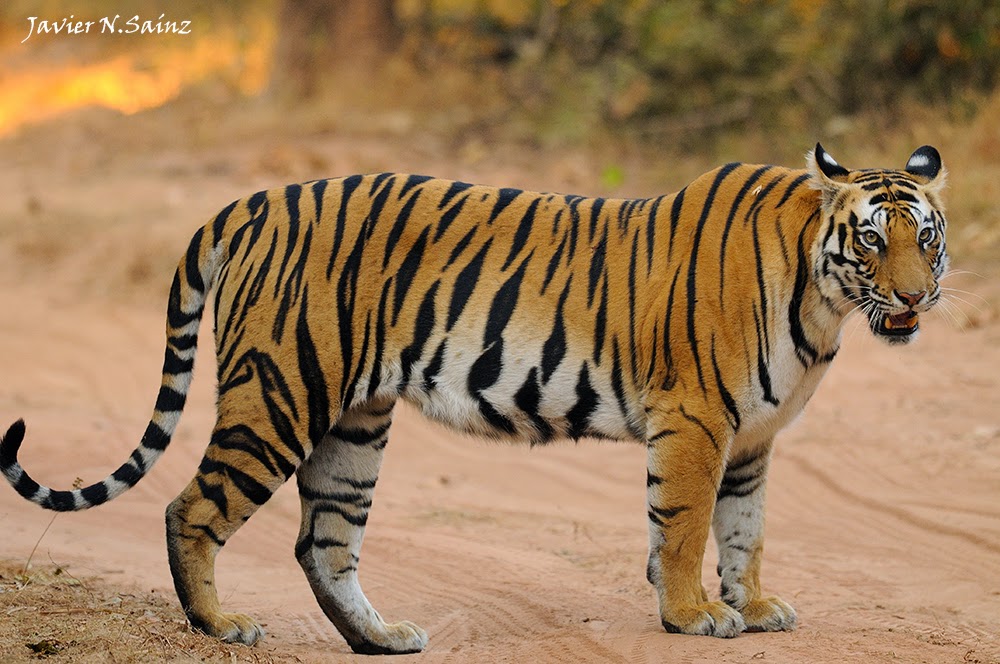 Fauna y fotografía: FÉLIDOS EN INDIA