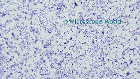 Microscope World Blog: Bacillus Subtilis under the Microscope