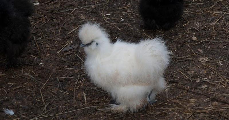 New roo for the Silkie pen - Murano Chicken Farm