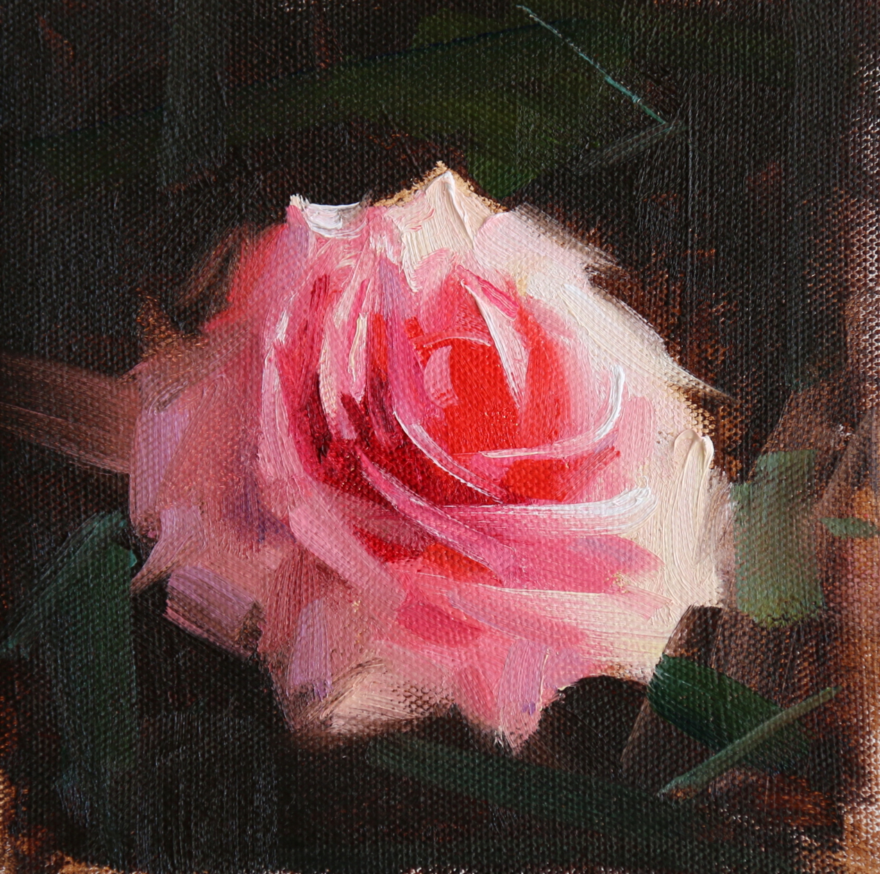 qiang-huang, a daily painter: "Rose Study 2017 06"