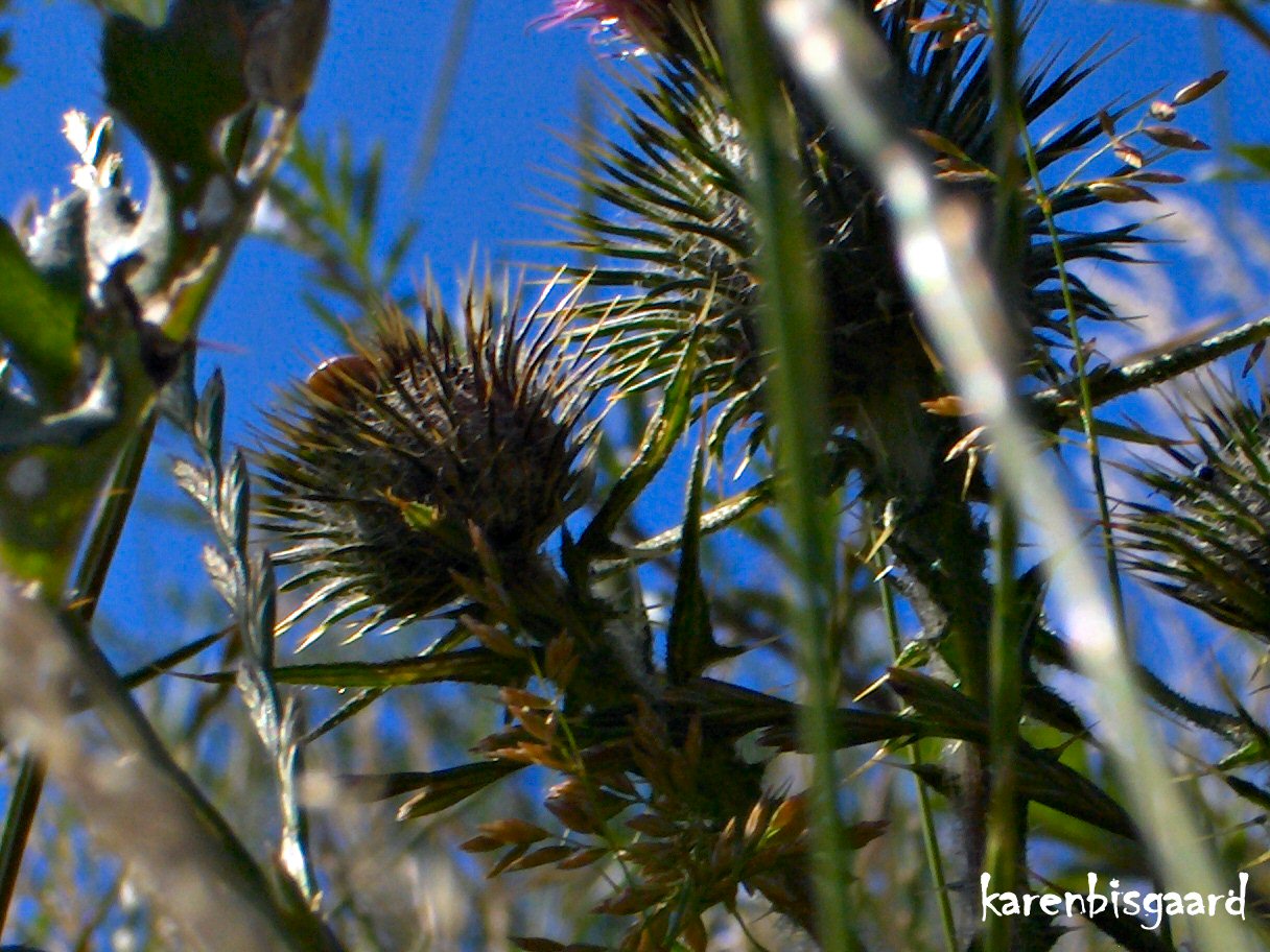 Karen`s Nature Photography: Thistle Seed Heads Against Blue Sky.