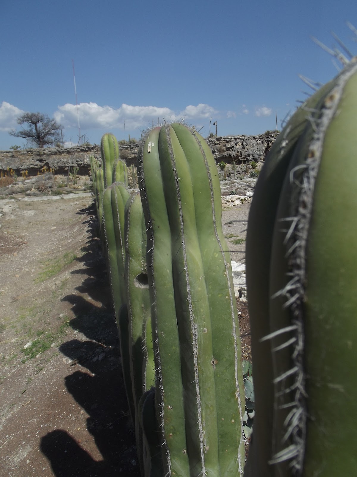 Enfoque: Puntos de Fuga en Tehuacán