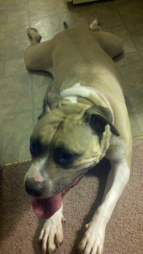 Pit Bull Frogs: Pit Bull Frog Photos