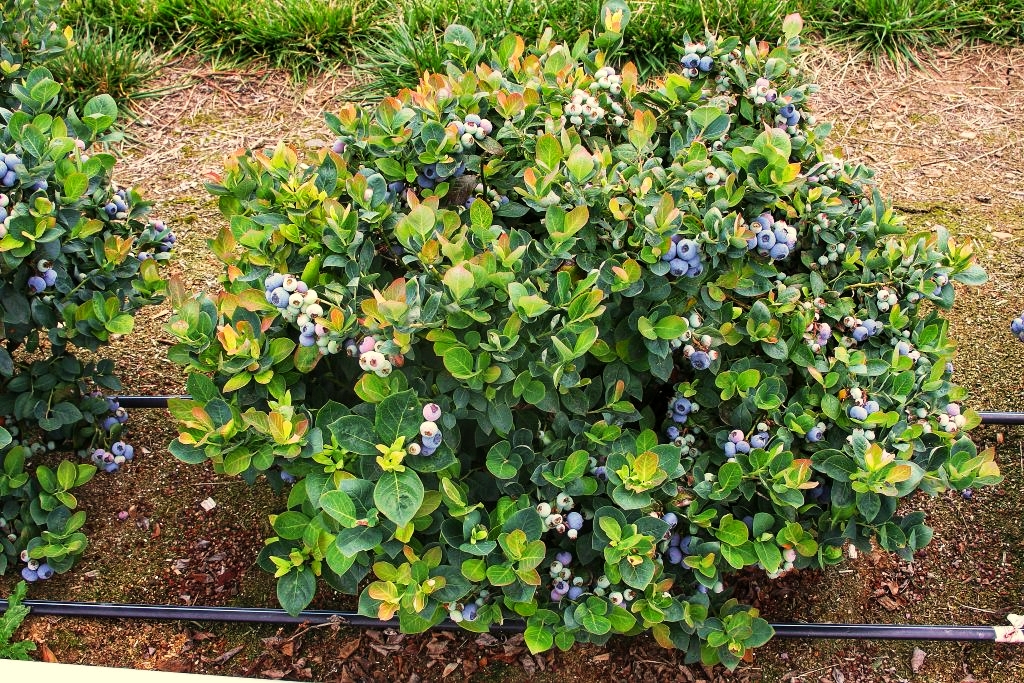 Conoce todos los factores para emprender mejor un proyecto de arándanos ...